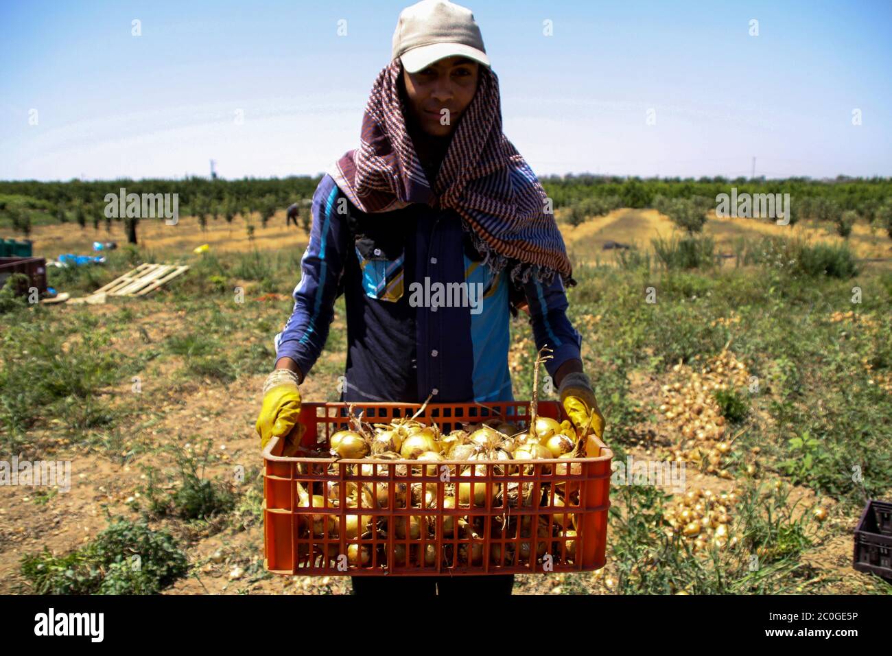 January 1, 2000: Gaza, Palestine. 10 June 2020. Palestinian farmers ...