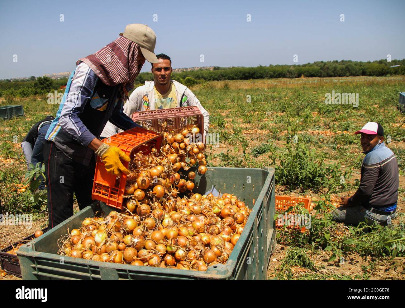 January 1, 2000: Gaza, Palestine. 10 June 2020. Palestinian farmers ...