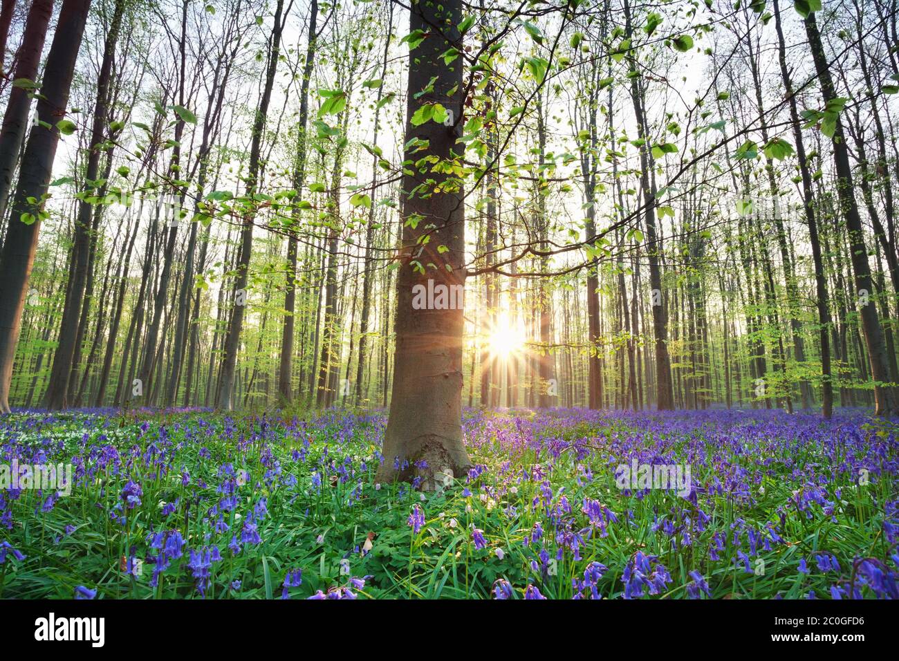 beautiful sunrise in blue bell spring forest Stock Photo - Alamy