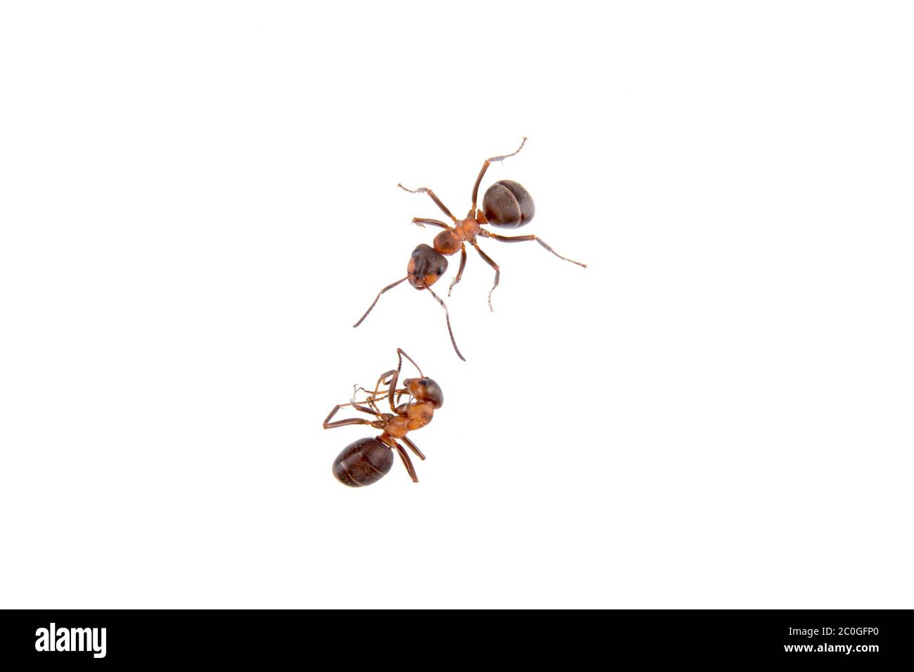 White ants hi-res stock photography and images - Alamy
