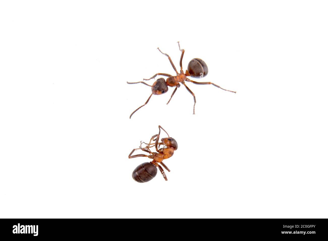 White ants hi-res stock photography and images - Alamy