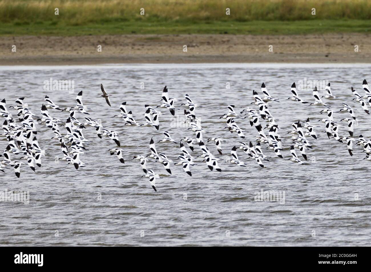 Flock pied avocet recurvirostra hi-res stock photography and images - Alamy