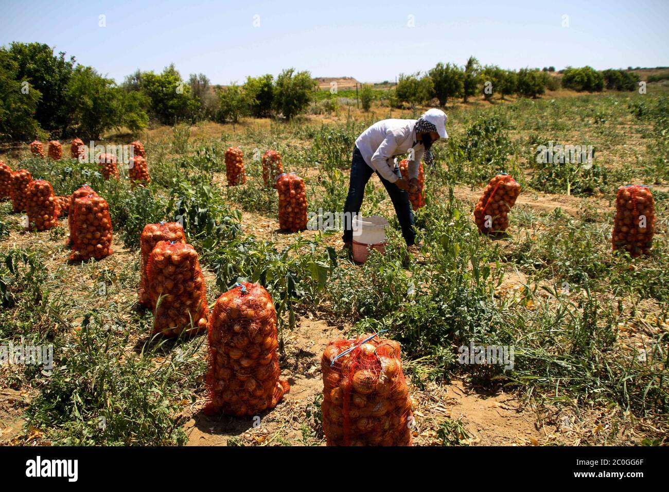 January 1, 2000: Gaza, Palestine. 10 June 2020. Palestinian farmers ...