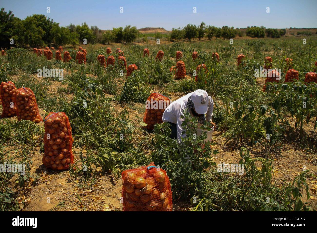 Palestinian perseverance hi-res stock photography and images - Alamy