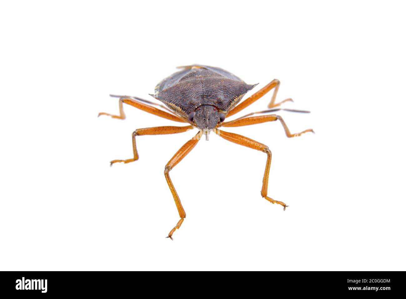 Brown shield bug on a white background Stock Photo - Alamy