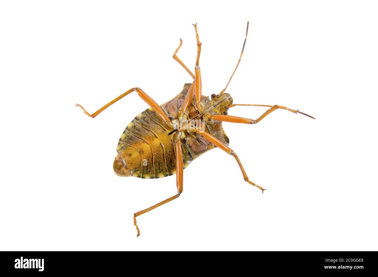 Brown shield bug on a white background Stock Photo - Alamy