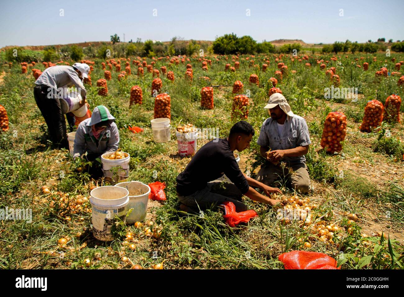 January 1, 2000: Gaza, Palestine. 10 June 2020. Palestinian farmers ...