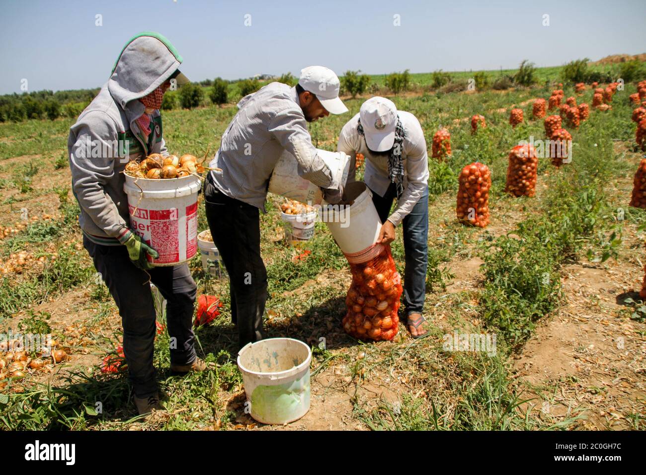 January 1, 2000: Gaza, Palestine. 10 June 2020. Palestinian farmers ...