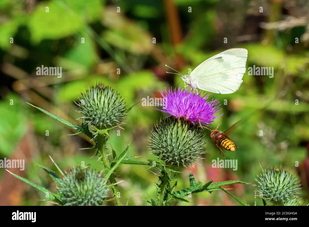 White butterfly sitting on thistle flower and flying wasp Stock Photo ...