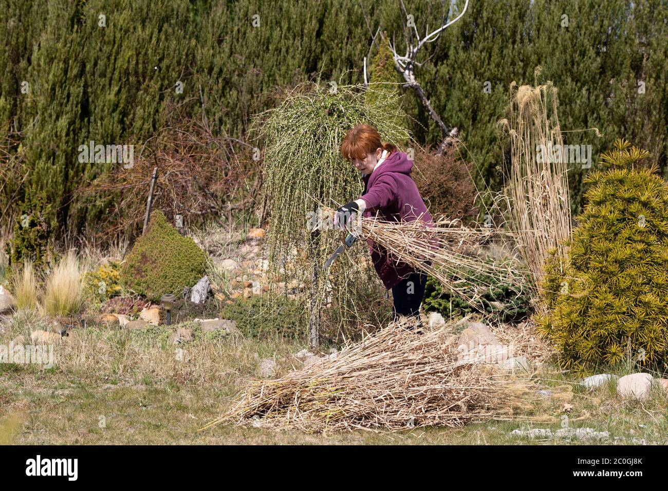 Pile of dry grass. Middle-aged red-haired girl. Cleaning up the ...