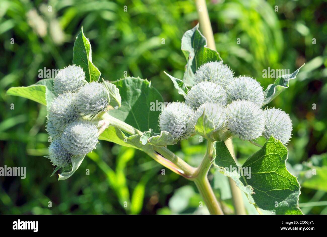 Bush burdock hi-res stock photography and images - Alamy