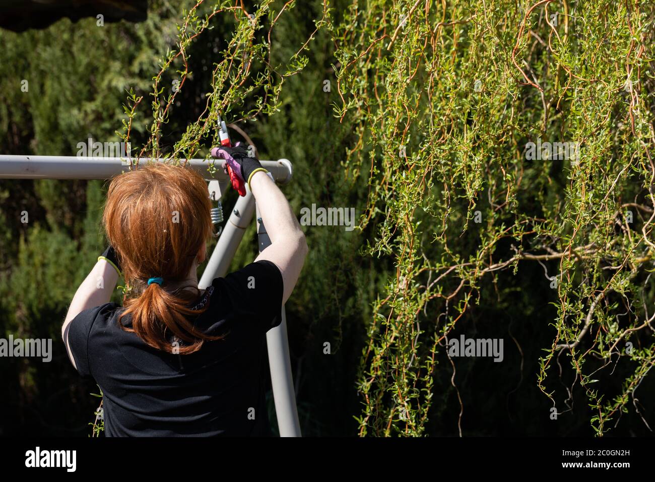 Thick weeping willow crown. Spring pruning of branches. Red-haired girl ...