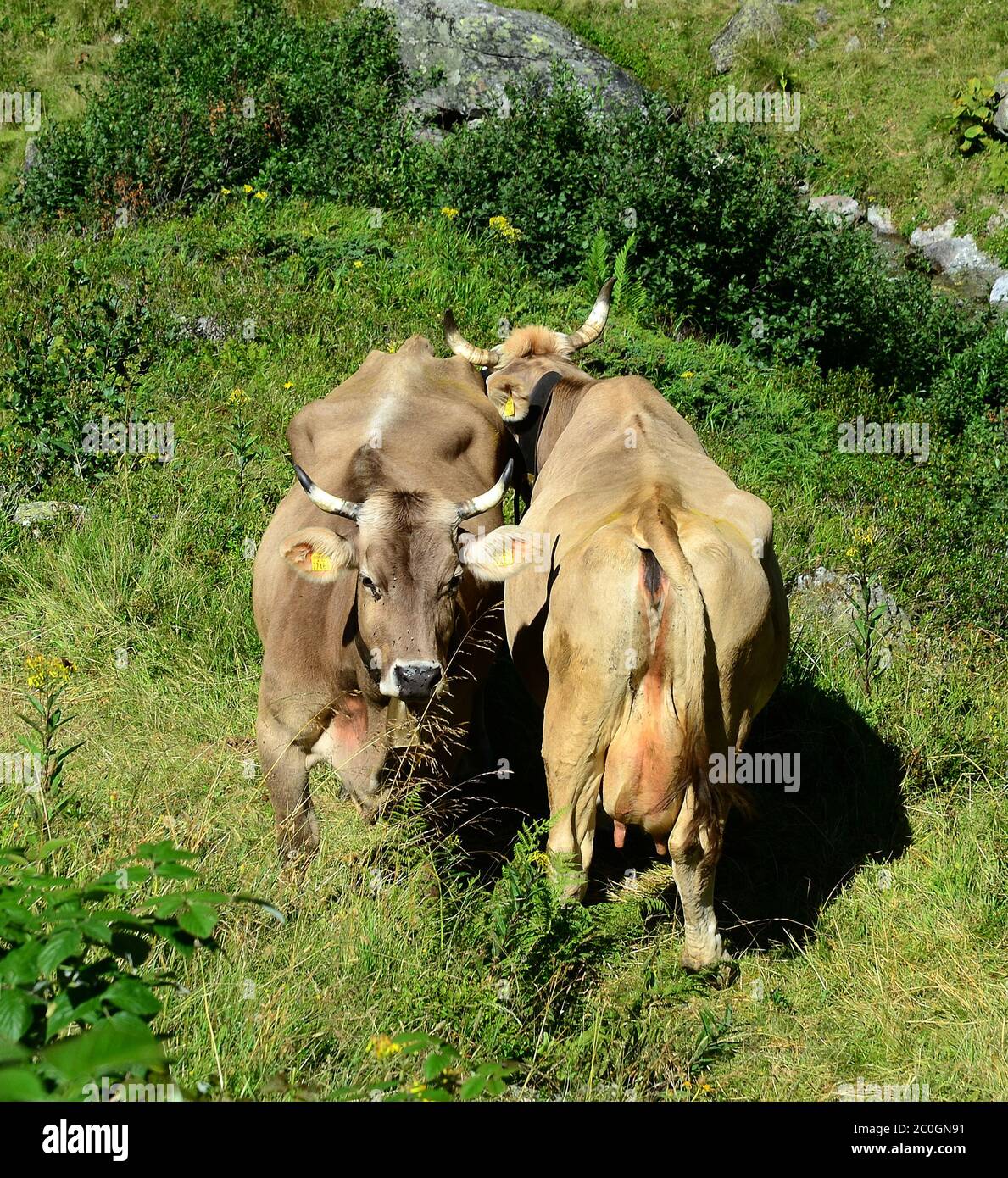 cow; alps; alpine cows Stock Photo - Alamy