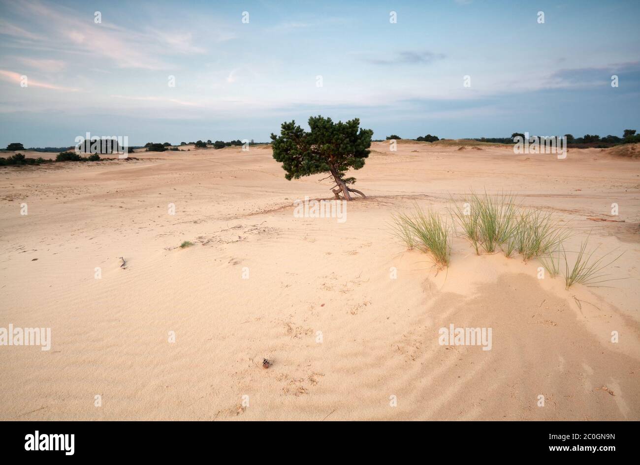 Tree on sand hi-res stock photography and images - Alamy