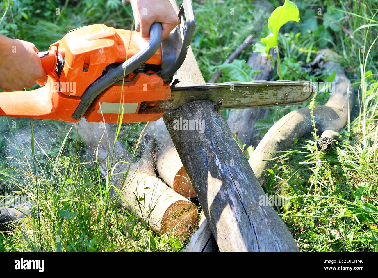 Chainsaw cut wooden logs Stock Photo - Alamy