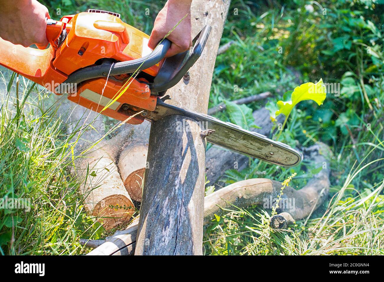 Chainsaw cut wooden logs Stock Photo - Alamy