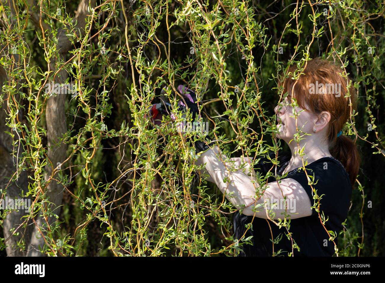 Thick weeping willow crown. Spring pruning of branches. Red-haired girl ...