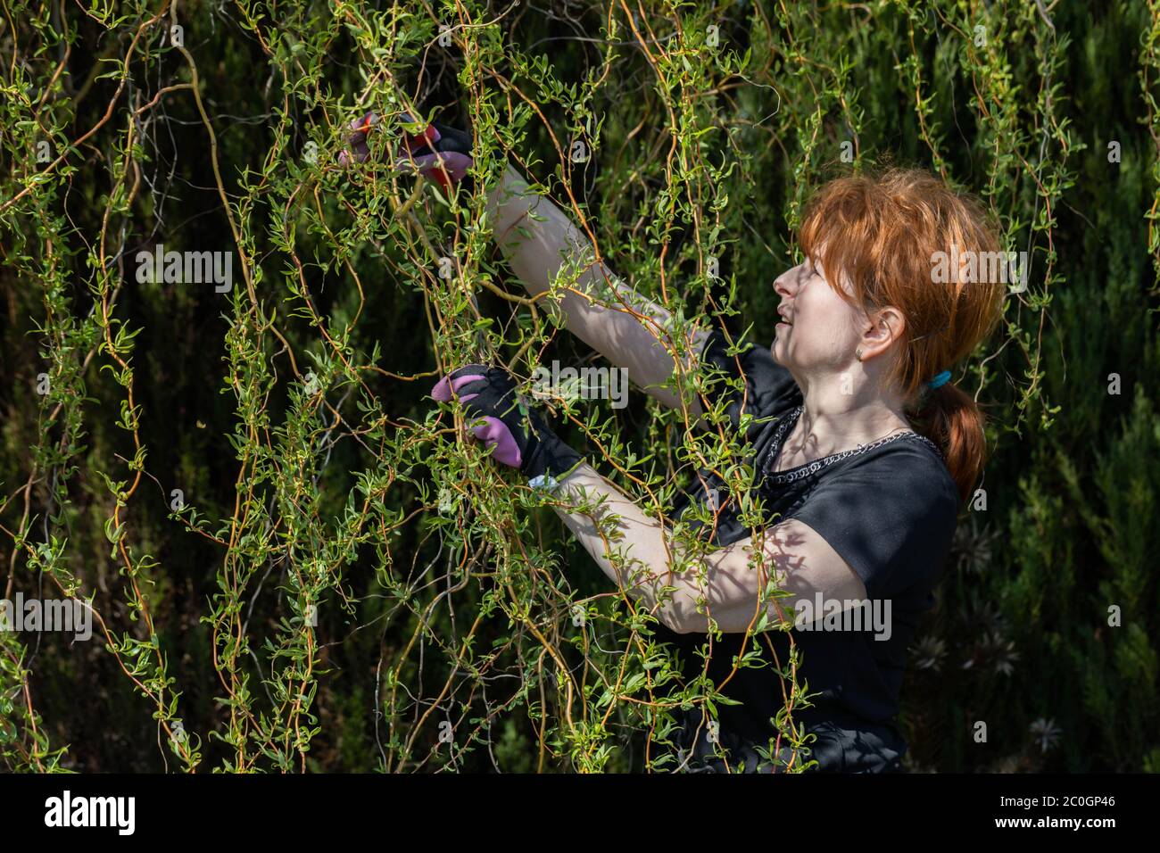 Thick weeping willow crown. Spring pruning of branches. Red-haired girl ...