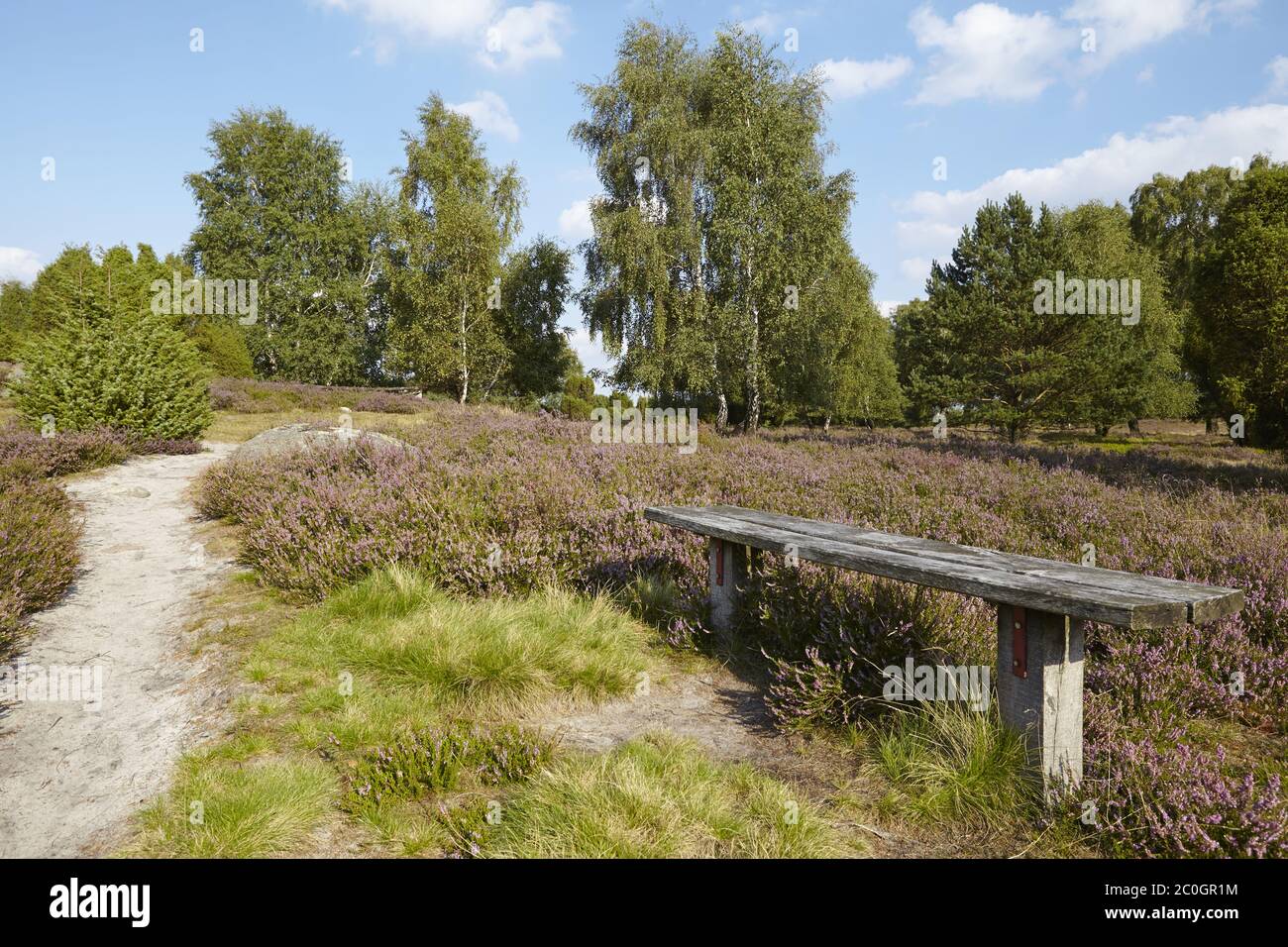 Lüneburger Heide - Narrow path with bench in the heath landscape Stock ...