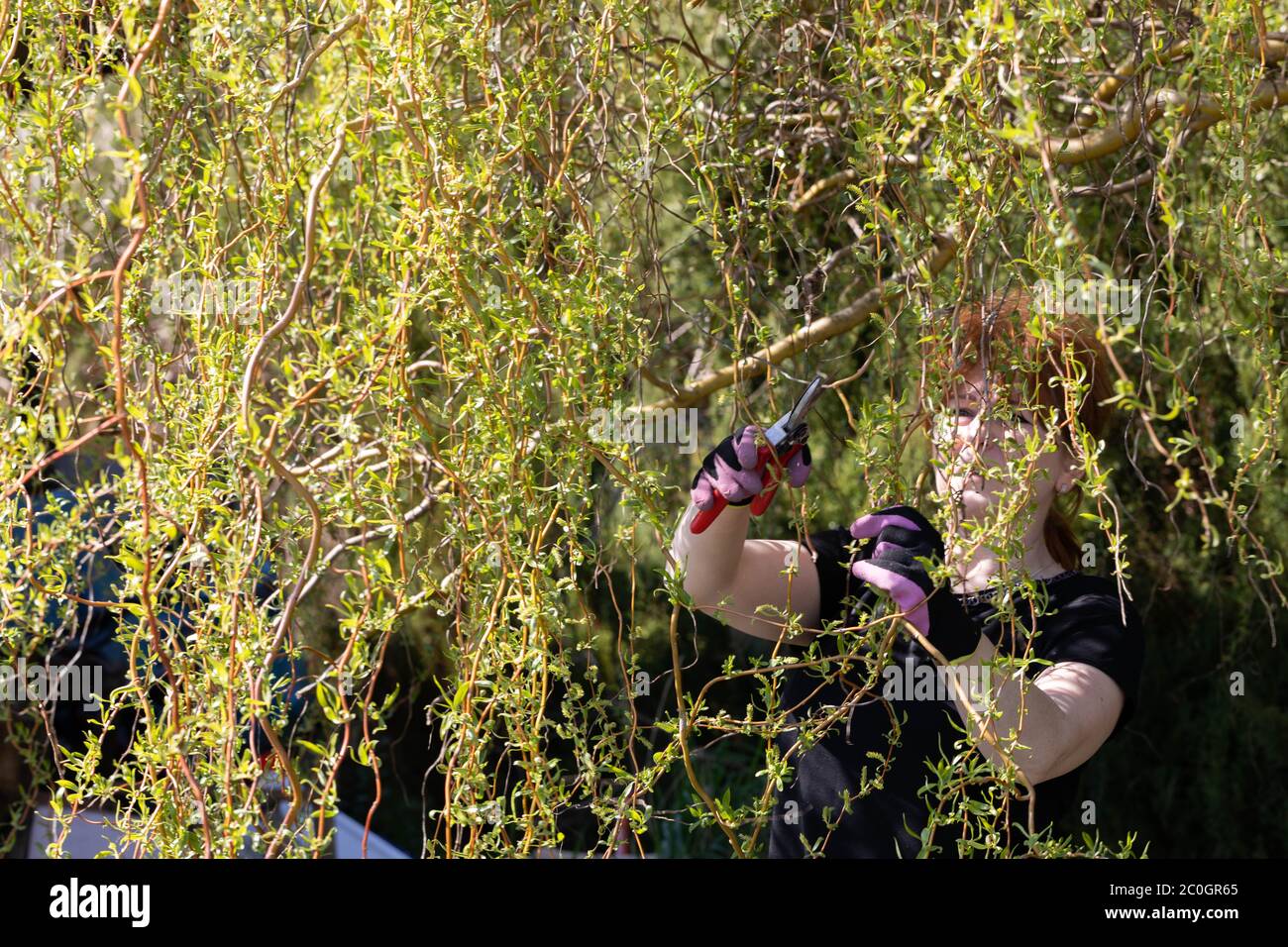 Thick weeping willow crown. Spring pruning of branches. Red-haired girl ...