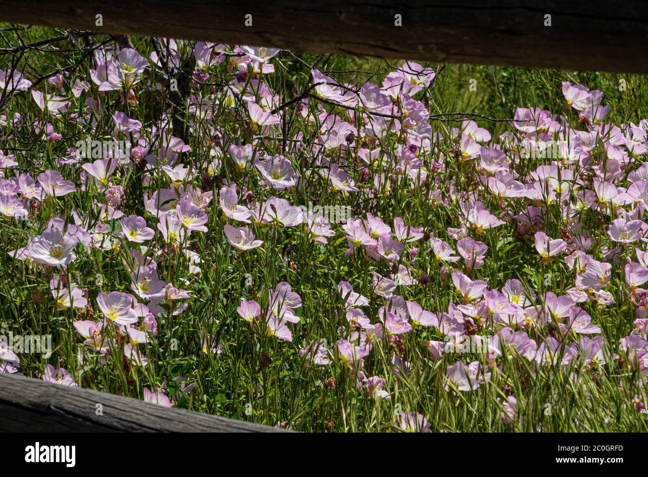 california poppys through wooden rail fence Stock Photo - Alamy