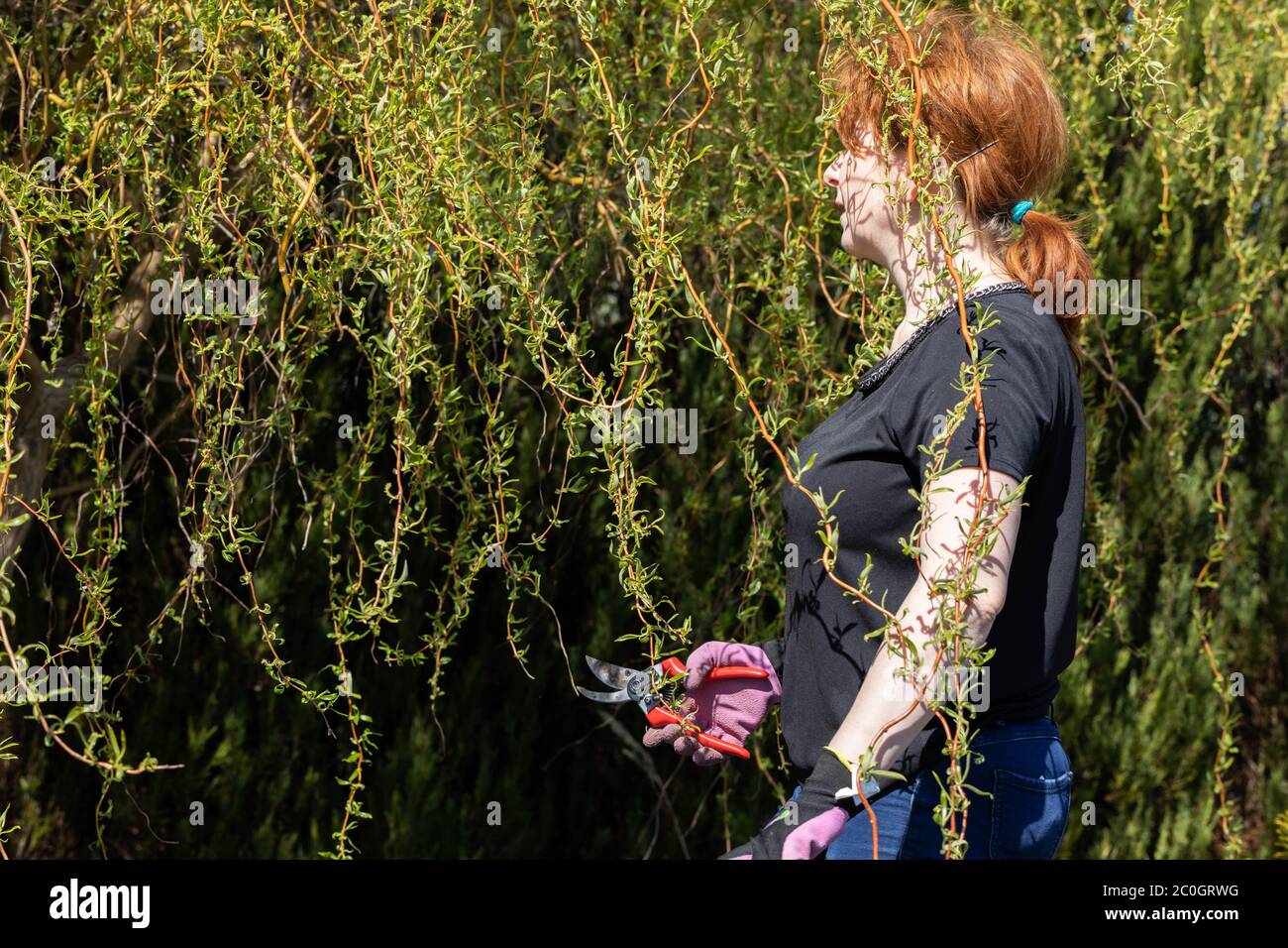 Thick weeping willow crown. Spring pruning of branches. Red-haired girl ...