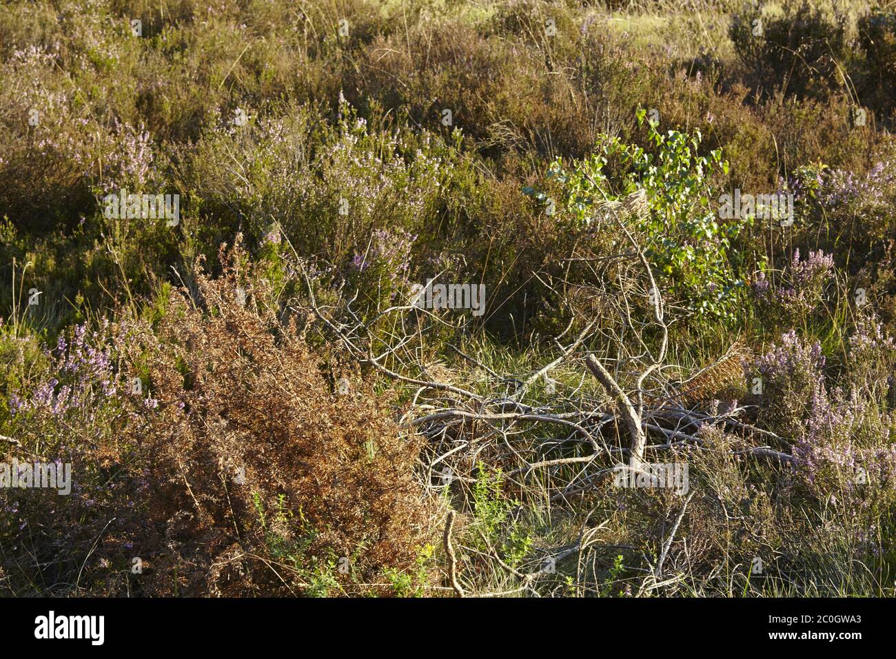 Heather branches hi-res stock photography and images - Alamy