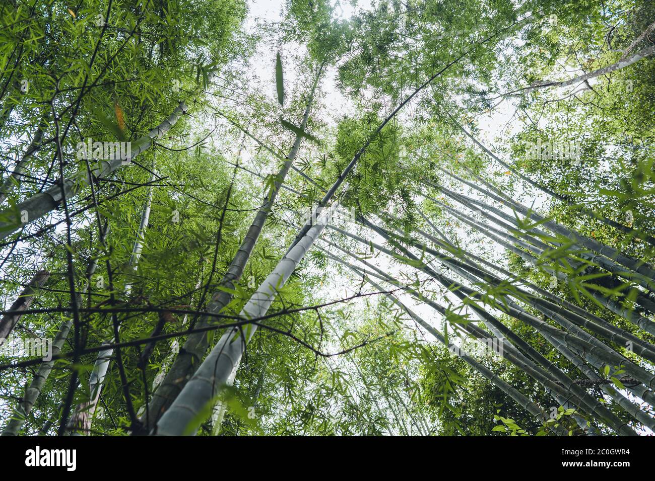 Bamboo trees in the forest Green in nature Stock Photo - Alamy