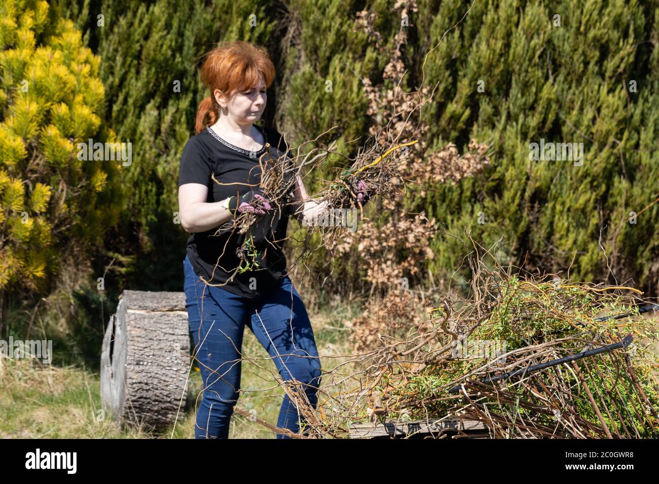 Weeping willow tree cut branches hi-res stock photography and images ...