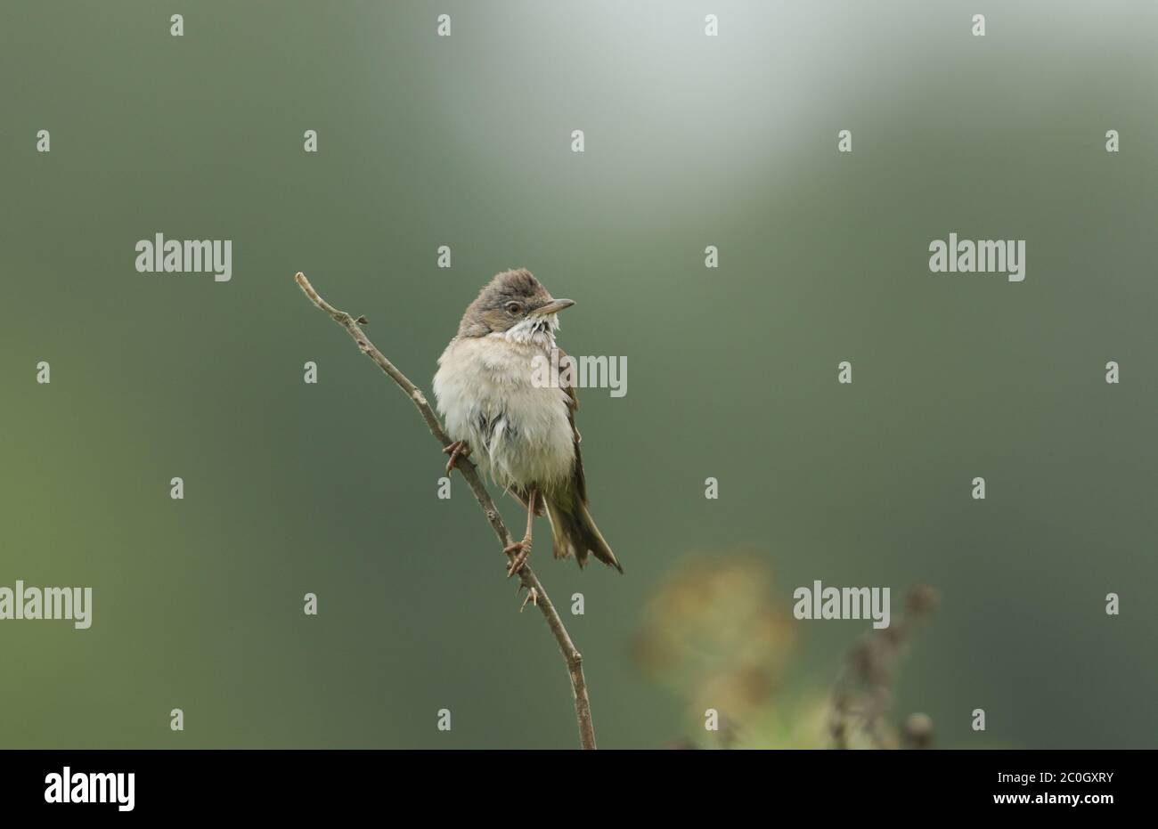 Wet day birding hi-res stock photography and images - Alamy