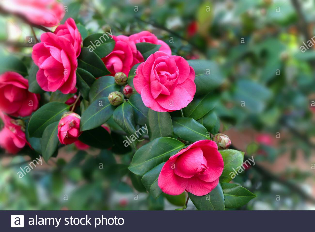 Red Camellia Flower High Resolution Stock Photography and Images - Alamy