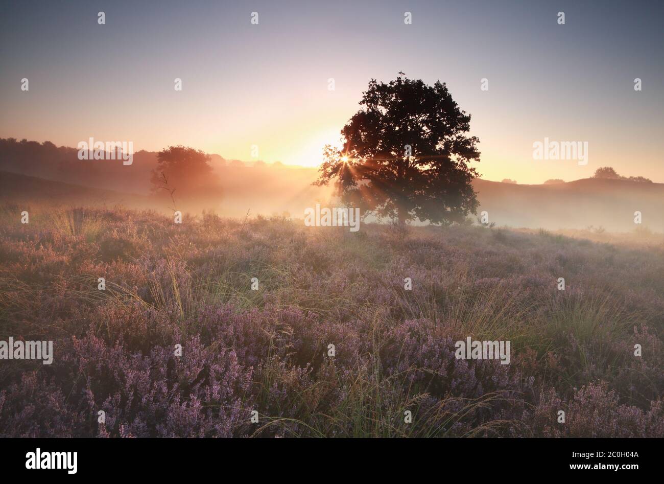 Sunshine over hills flowering hi-res stock photography and images - Alamy