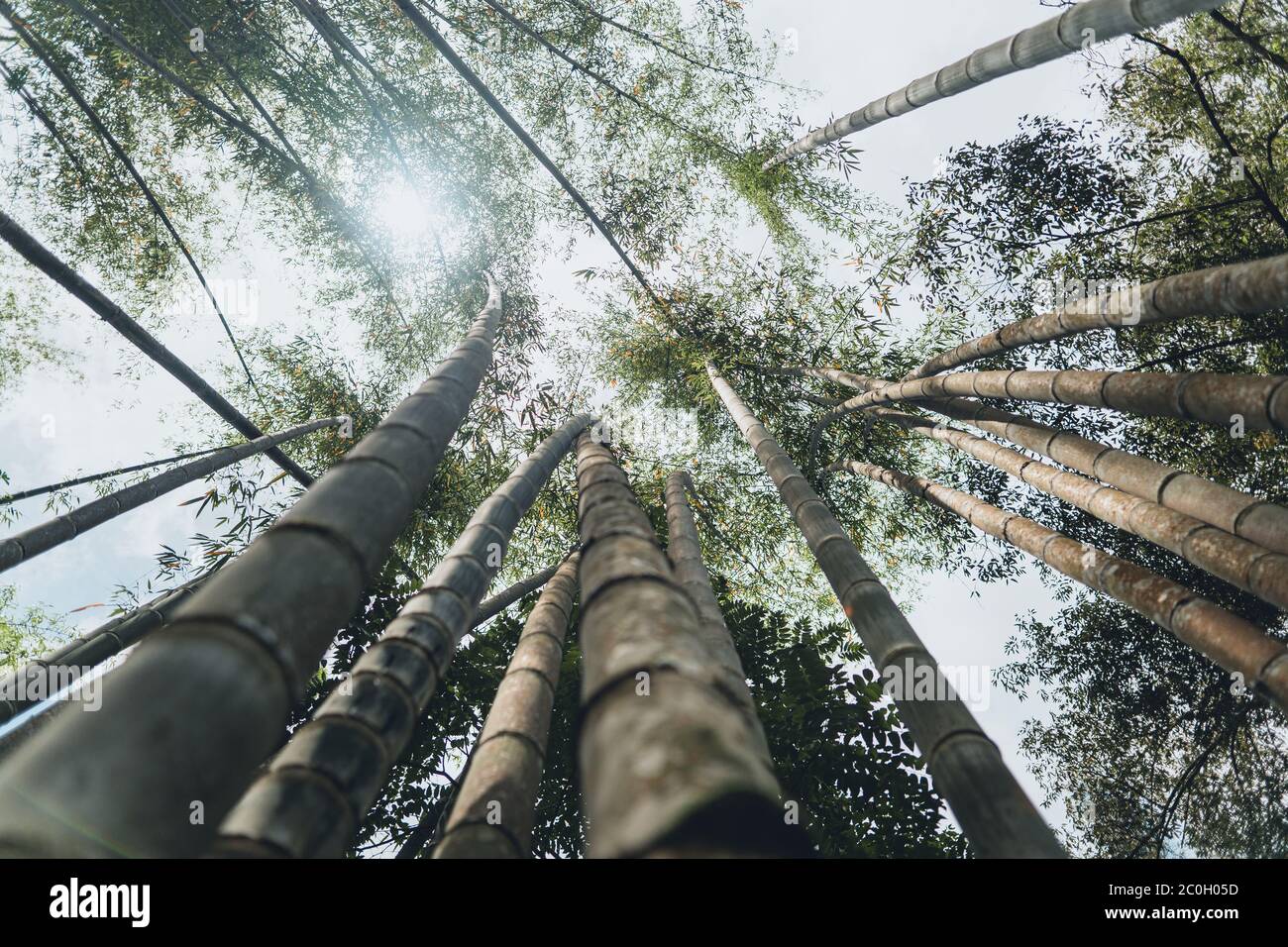 Bamboo trees in the forest Green in nature Stock Photo - Alamy