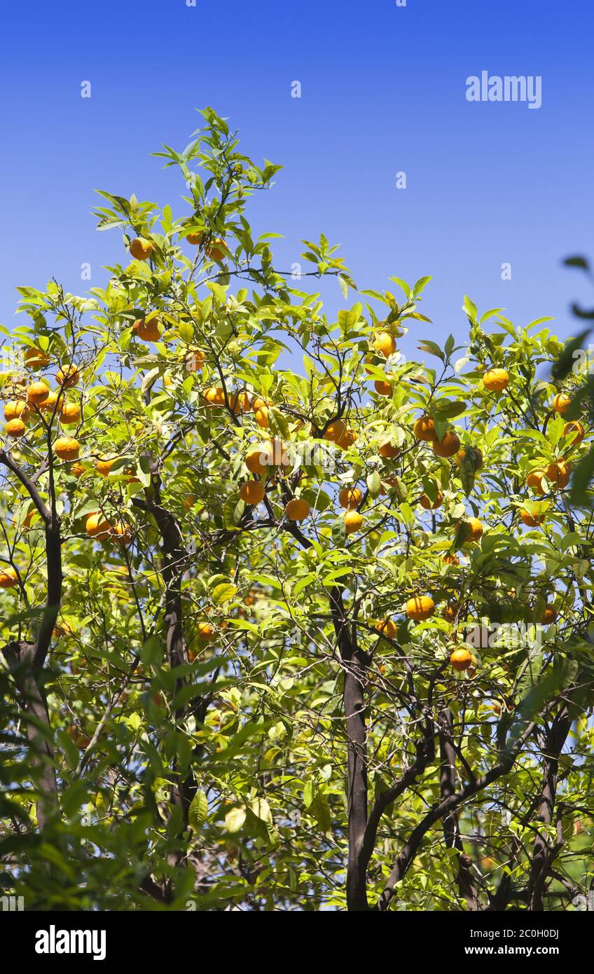 Park savello rome hi-res stock photography and images - Alamy