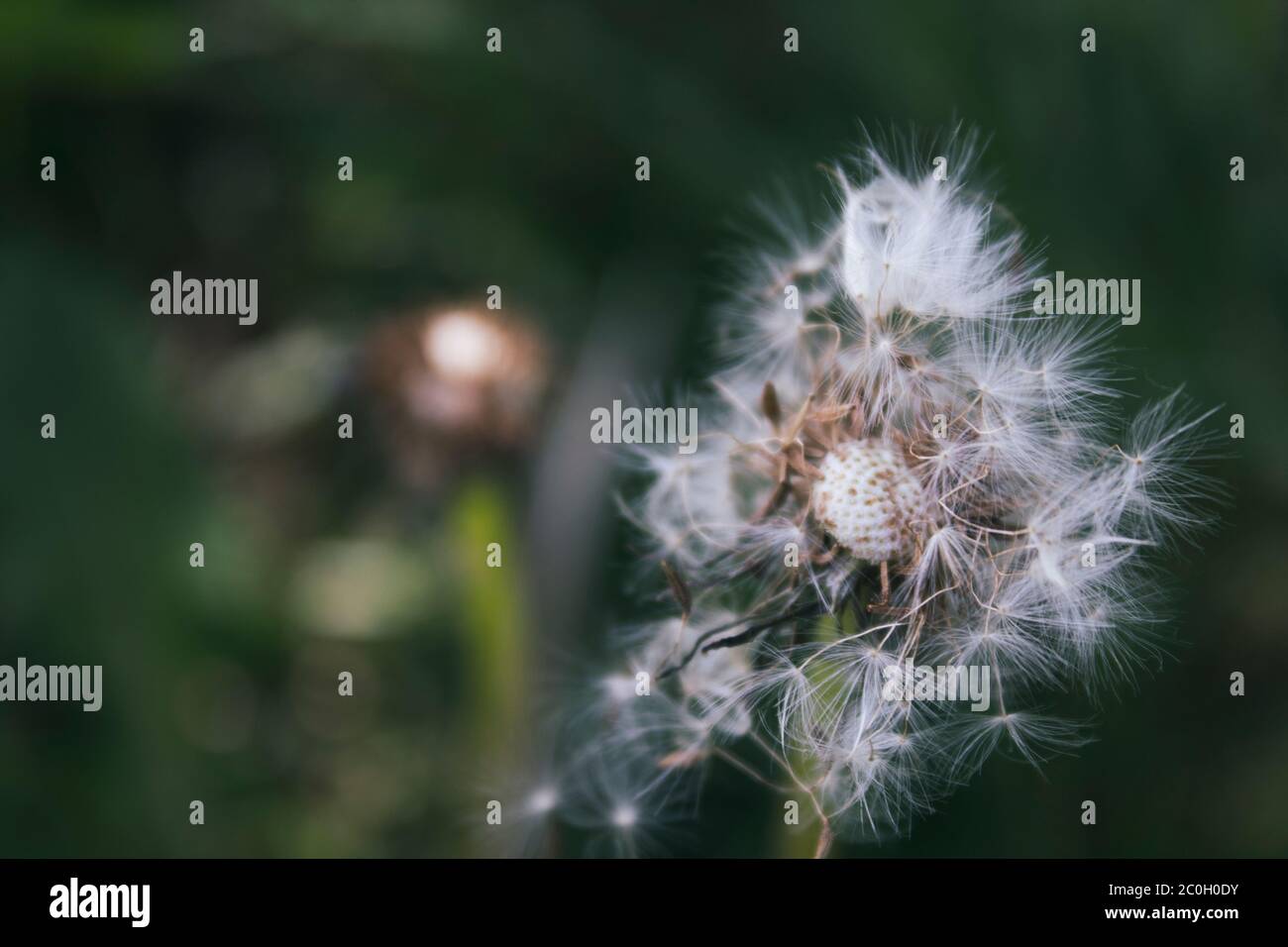 Dandelion seed. Green nature background. Copy space Stock Photo - Alamy