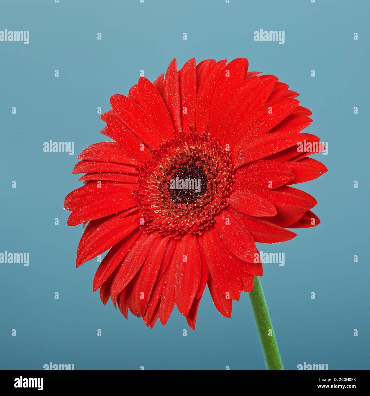 Wet red gerbera hi-res stock photography and images - Alamy