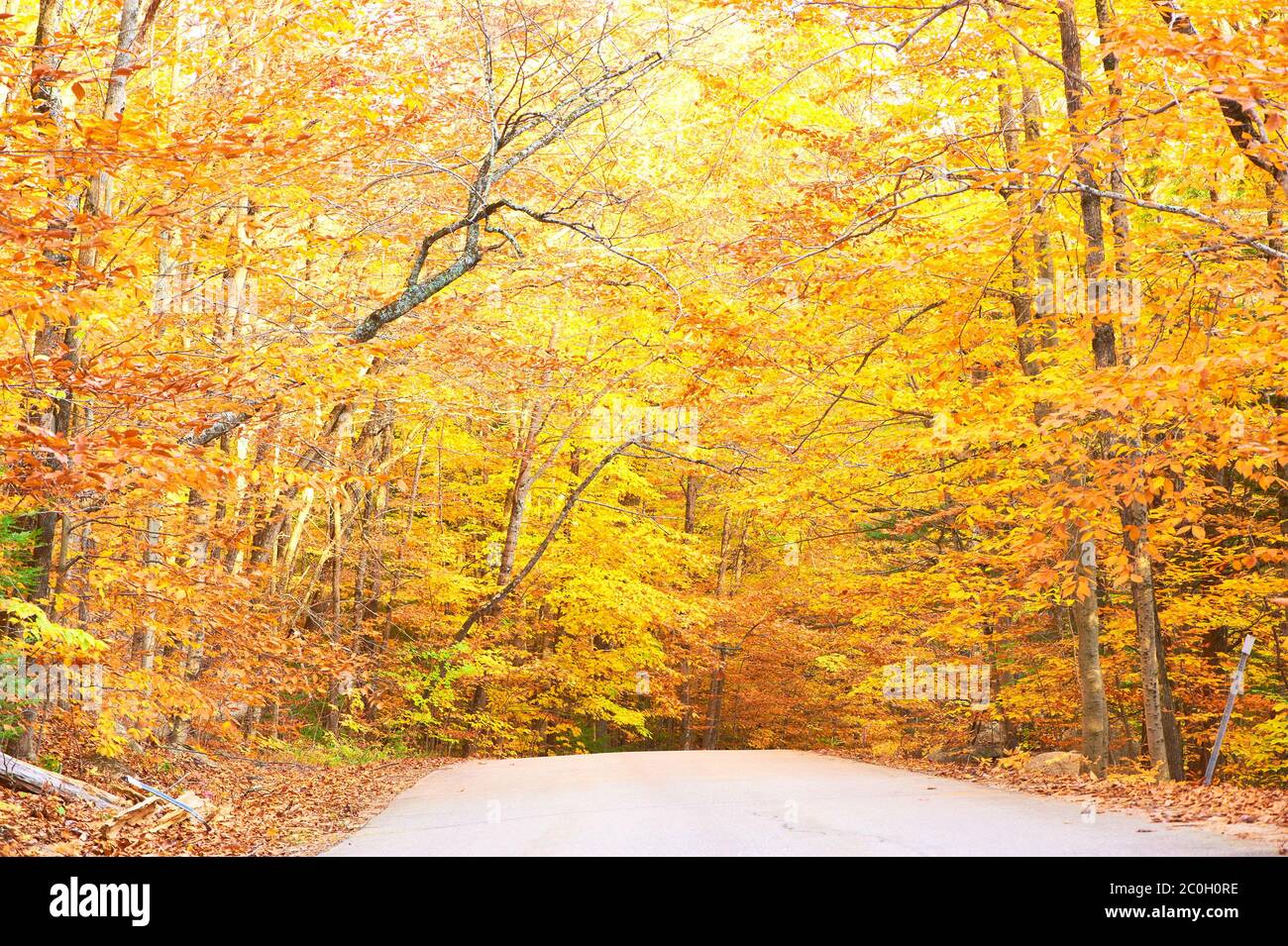 Autumn scene with road Stock Photo - Alamy