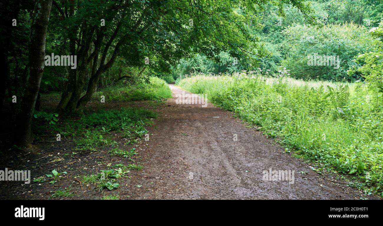 Path in summertime through Corby's King's Wood, remnant of the ...