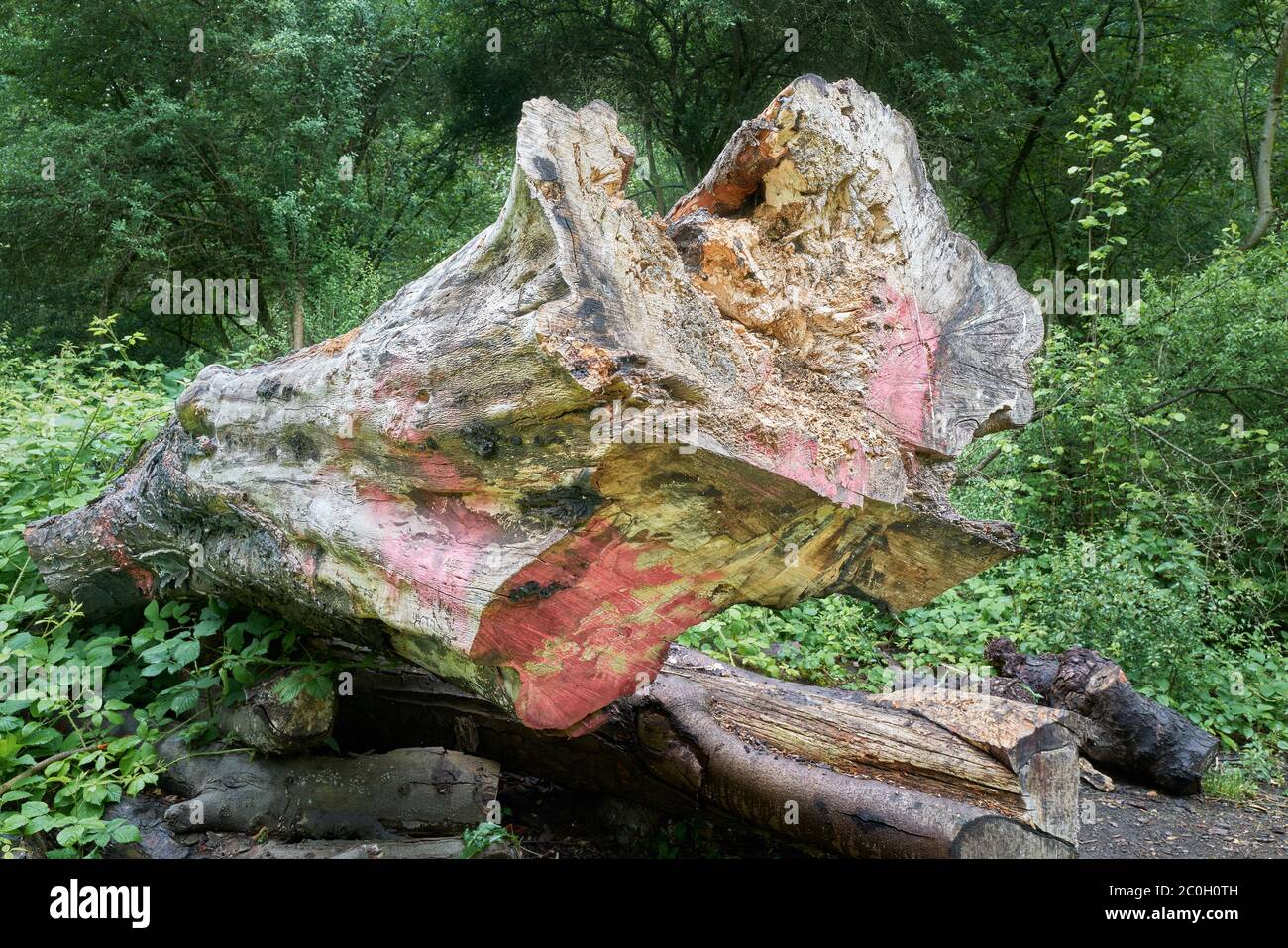 Rotten trunk of a felled oak tree in Corby's King's Wood in summertime ...