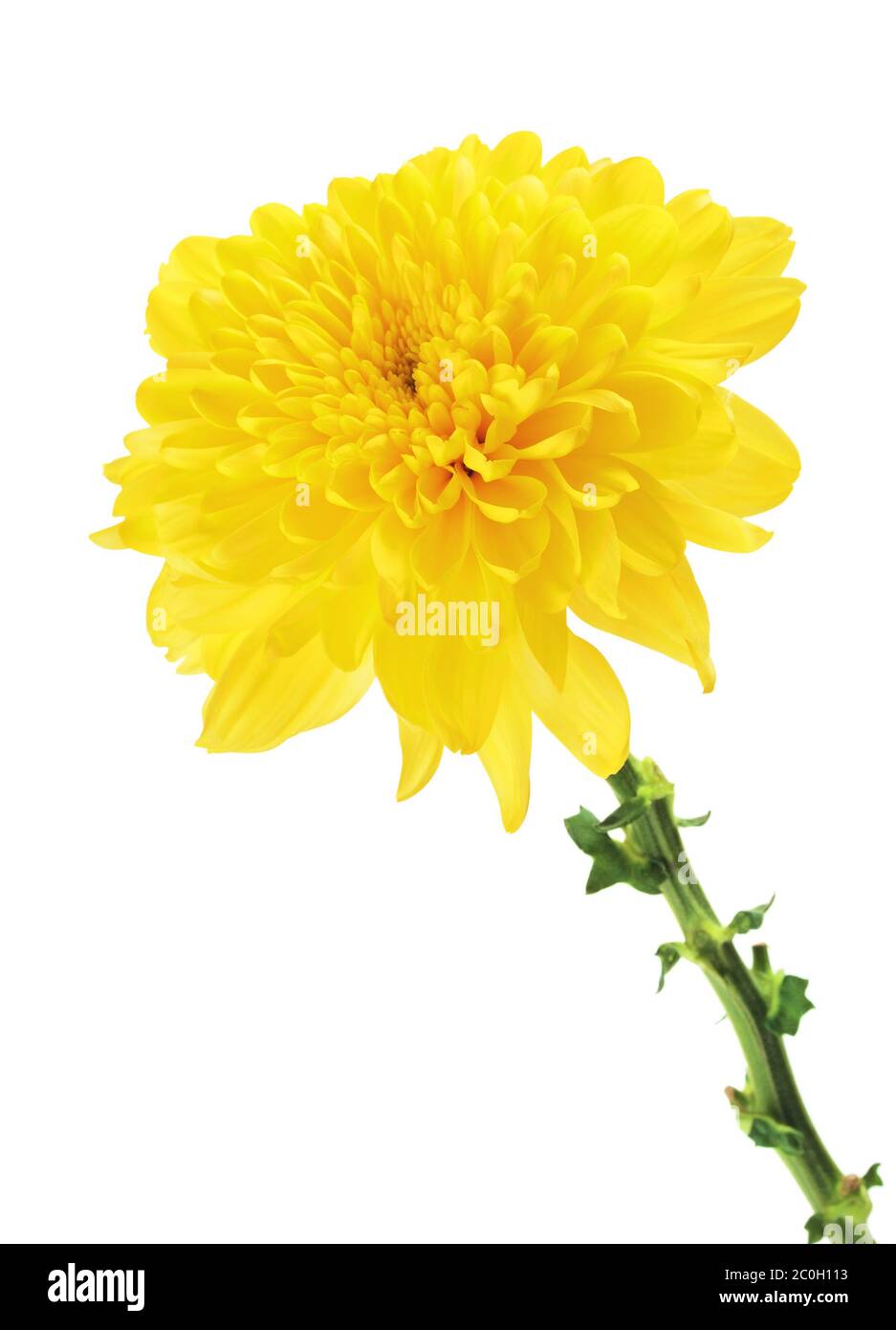 Chrysanthemum flower flower garden Cut Out Stock Images & Pictures - Alamy