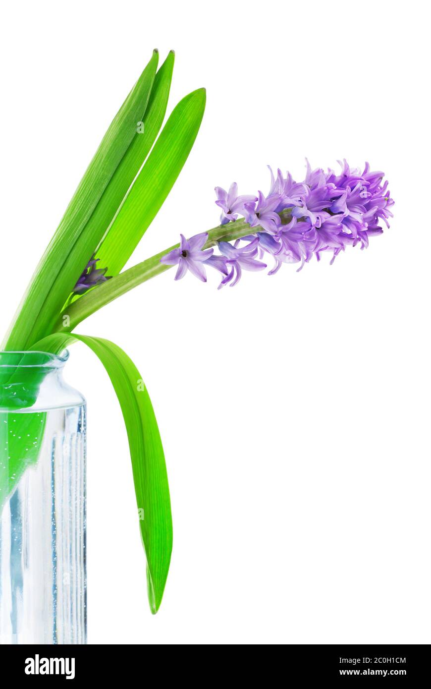 Jacinth flower hi-res stock photography and images - Alamy