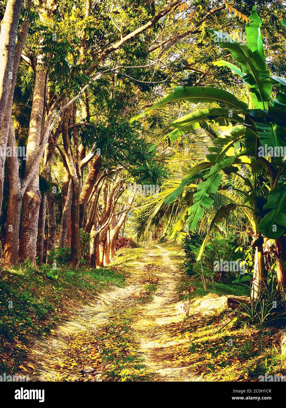 Jungle beautiful hi-res stock photography and images - Alamy