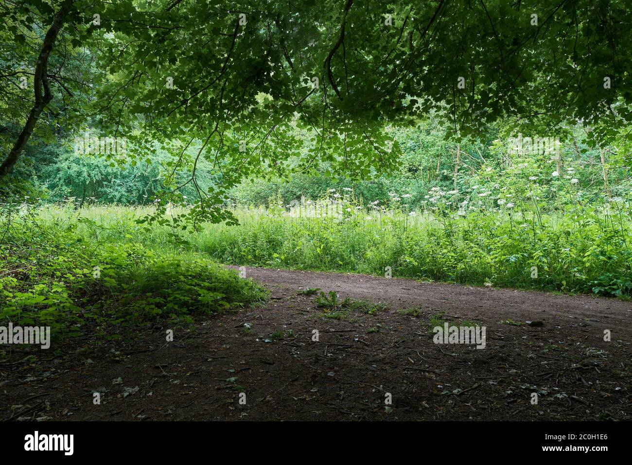 Path in summertime through Corby's King's Wood, remnant of the ...