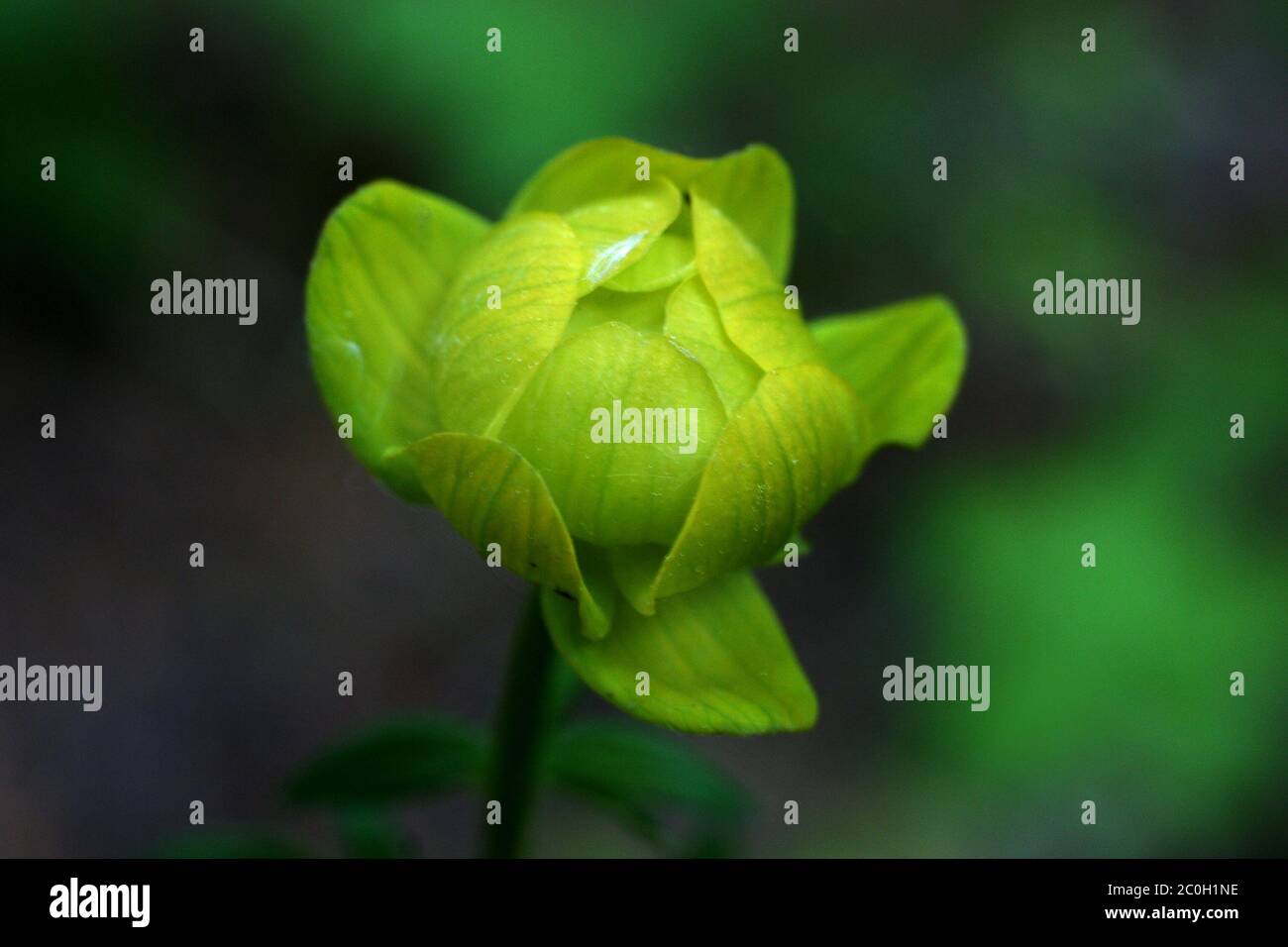 Flower pestles hi-res stock photography and images - Alamy