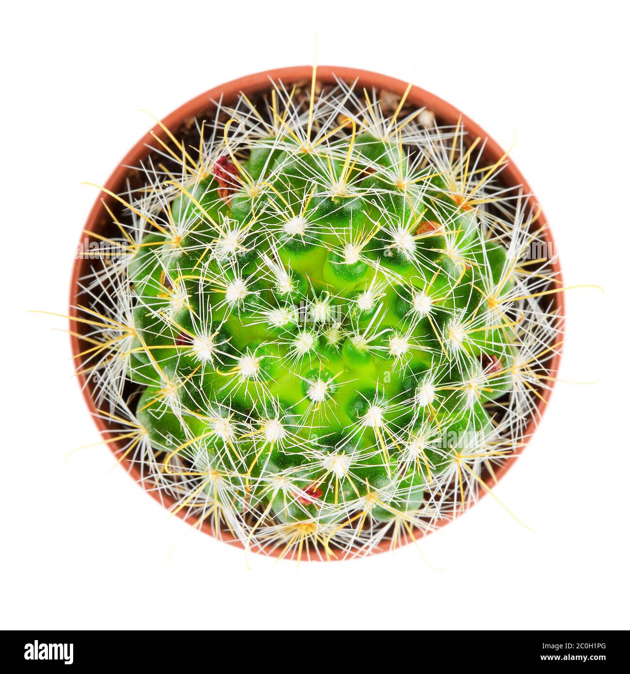 Potted cactus hi-res stock photography and images - Alamy