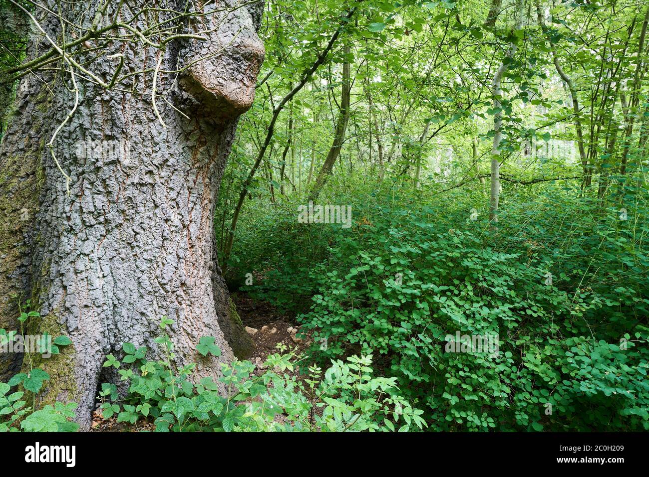 Tree bark wood knurled hi-res stock photography and images - Alamy