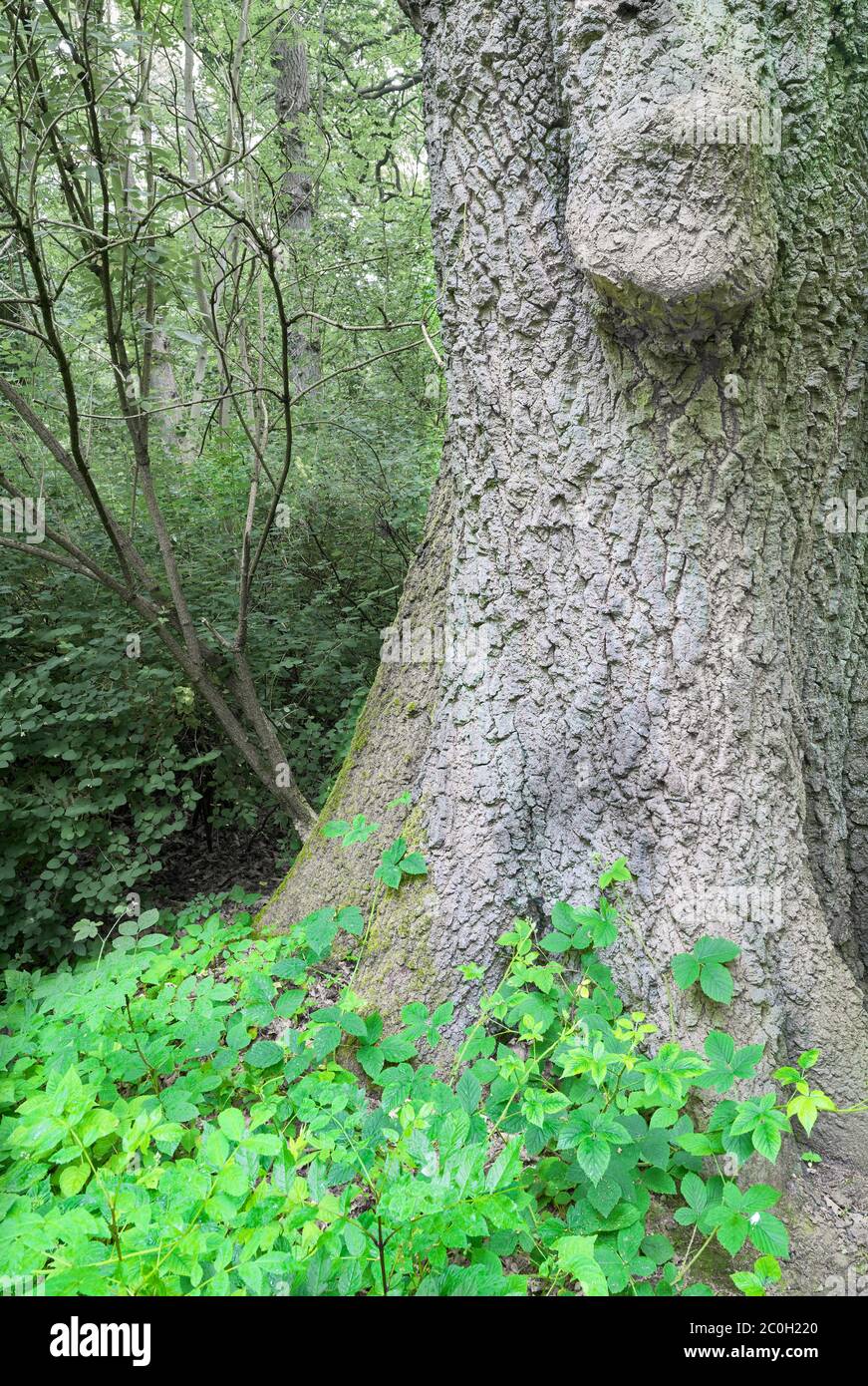 Royal oak tree hi-res stock photography and images - Alamy