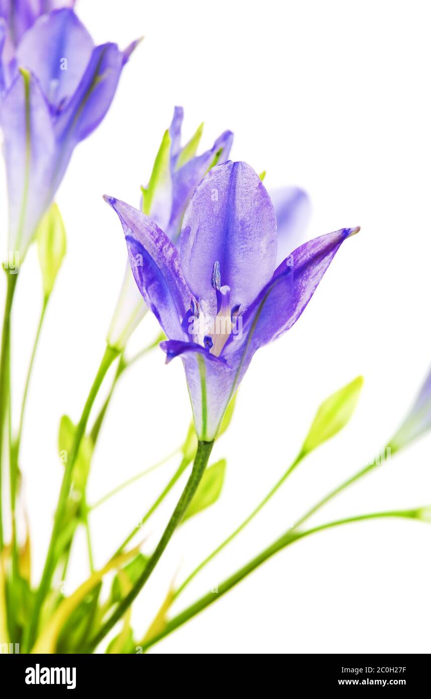 White brodiaea hi-res stock photography and images - Alamy