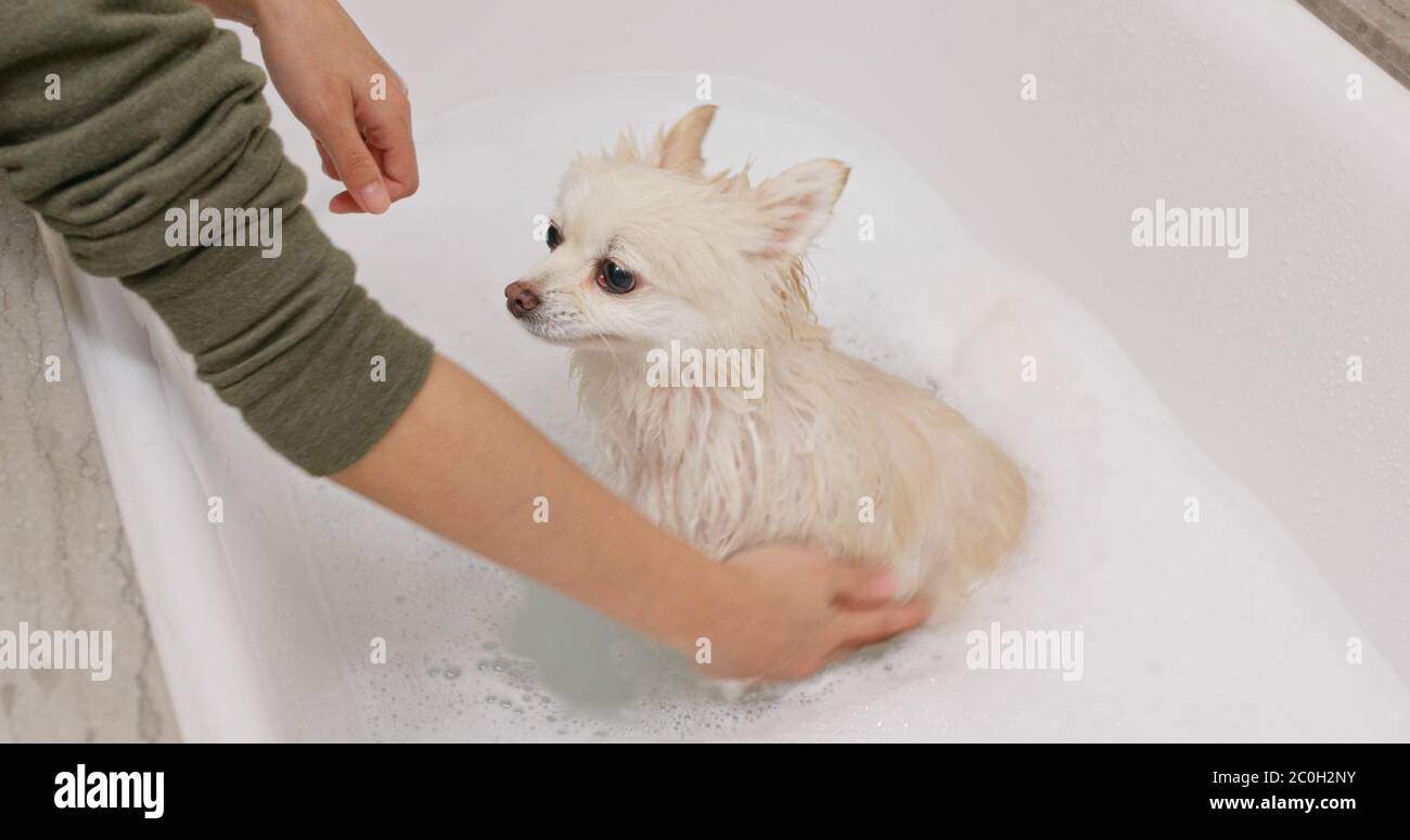 Pomeranian dog take bath Stock Photo - Alamy