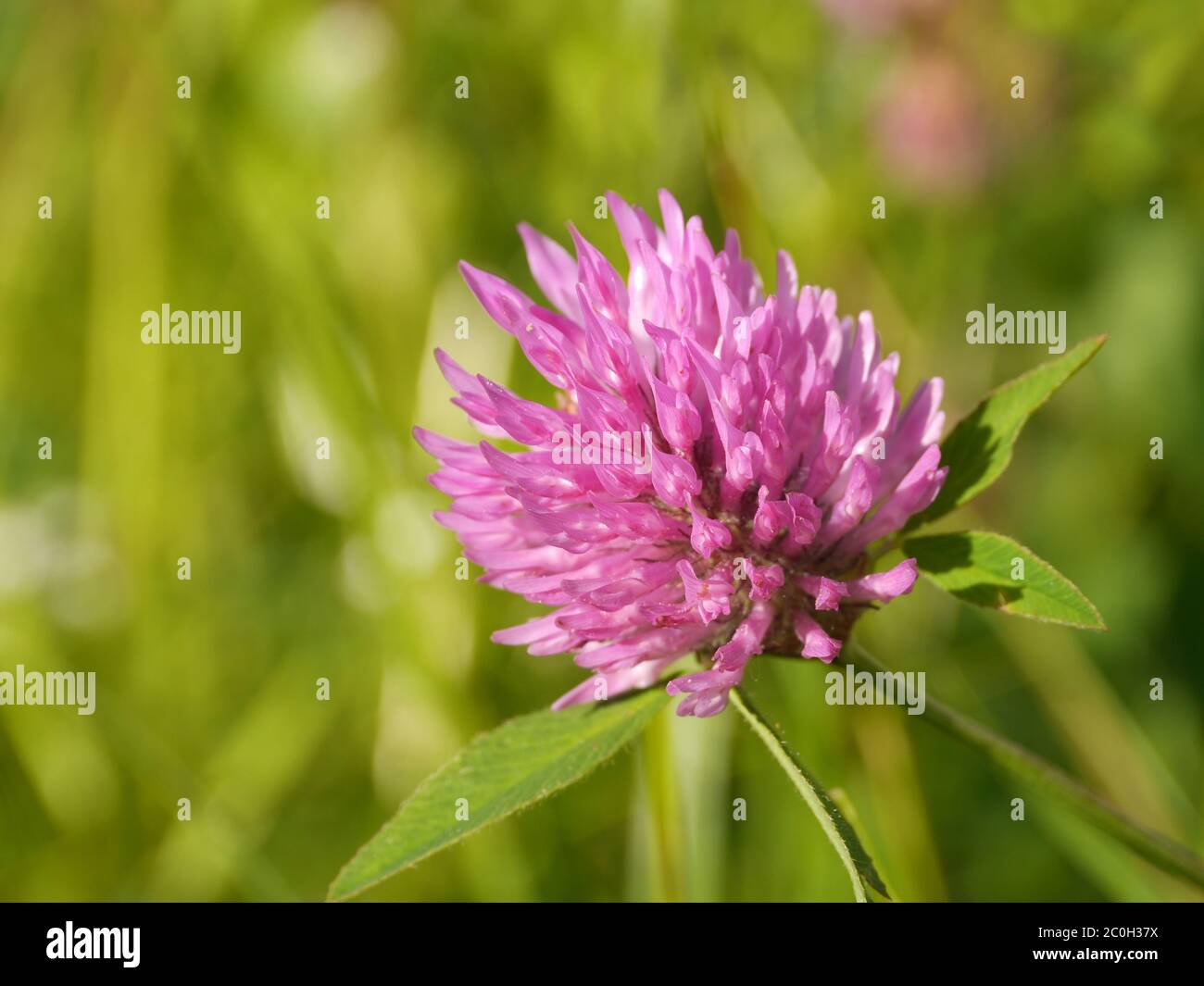 Violet clover hi-res stock photography and images - Alamy